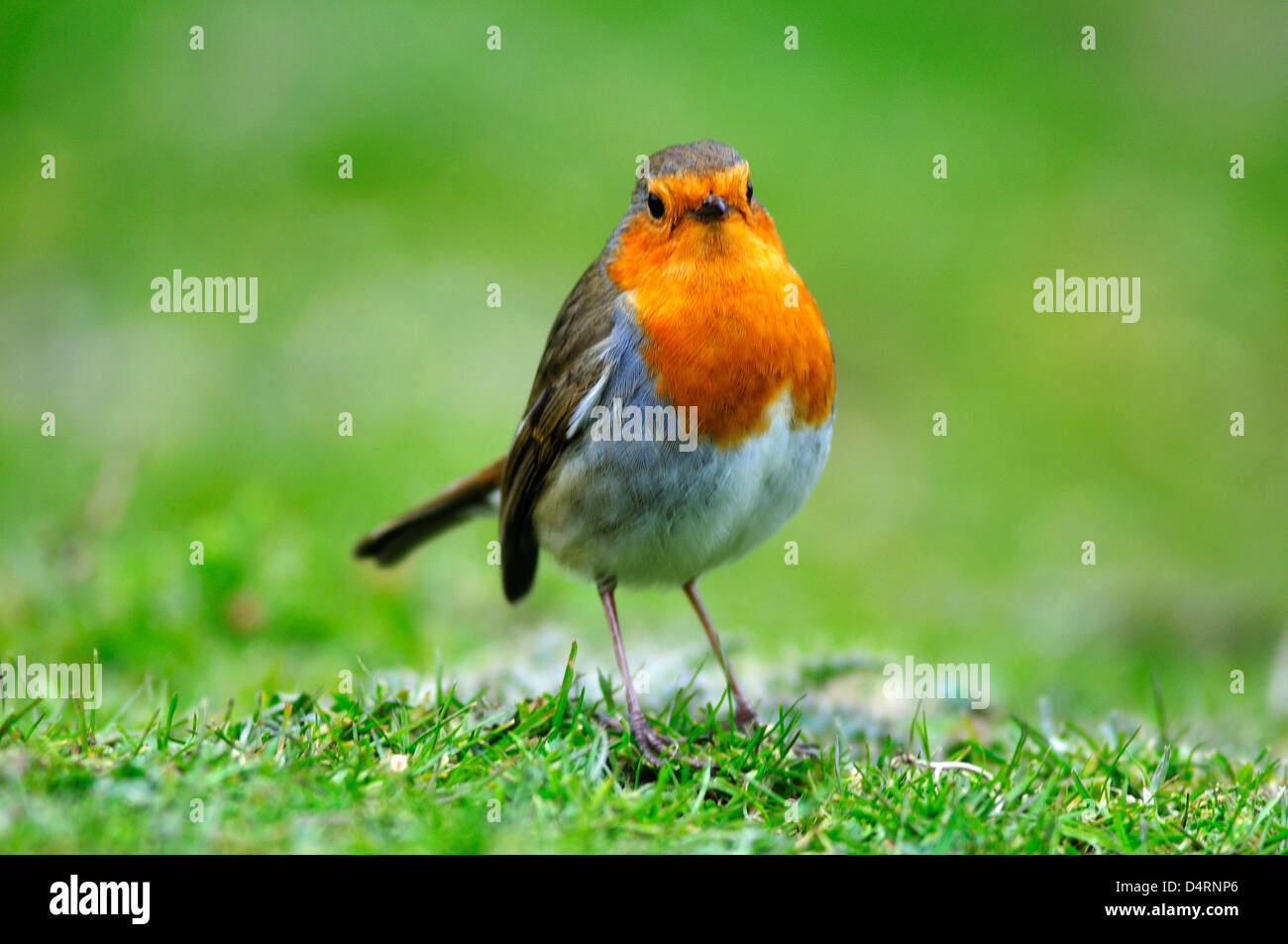 A robin on the garden lawn Stock Photo - Alamy