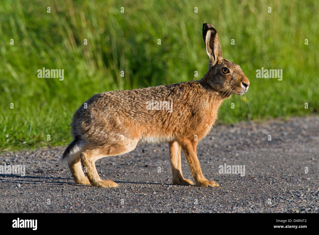European Brown Hare (Lepus europaeus) crossing road Stock Photo - Alamy