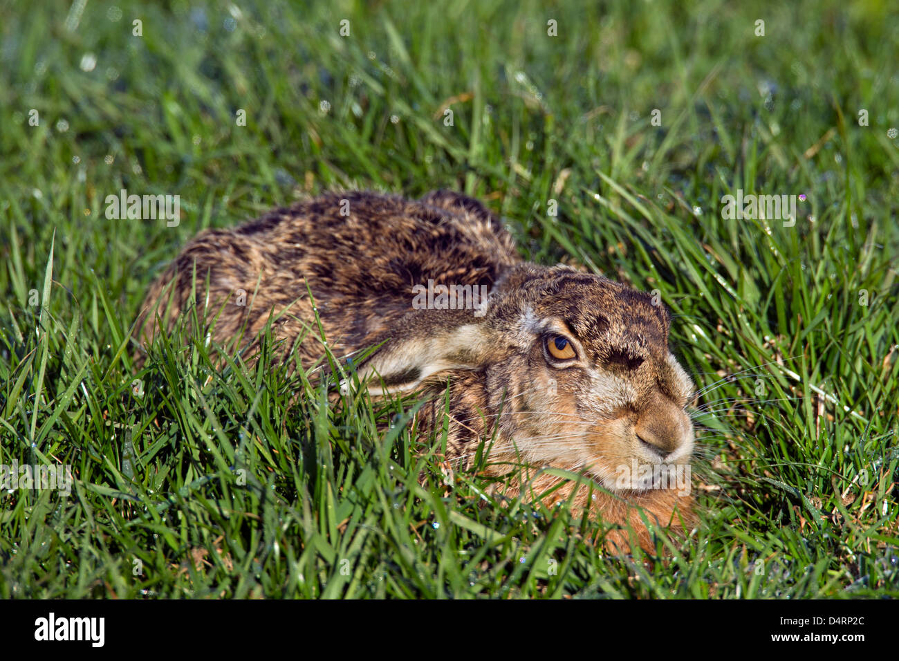 Close up brown hare lepus europaeus hi-res stock photography and images ...