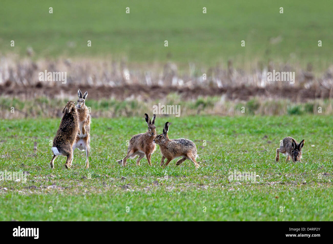 European Brown Hares (Lepus europaeus) female boxing / fighting with ...