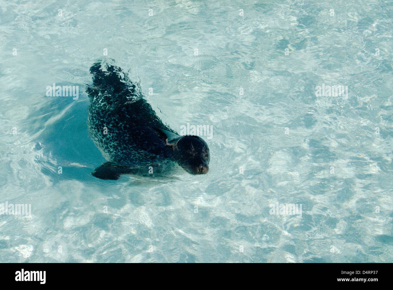 Seal sea lion swimming in a pool, Iceland Stock Photo - Alamy