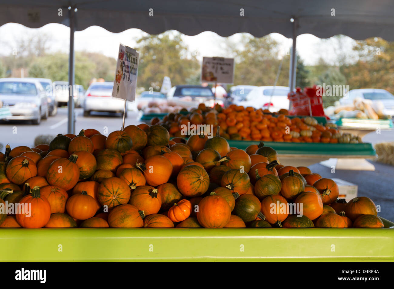 Fresh mini pumpkins are on sale on the market Stock Photo - Alamy