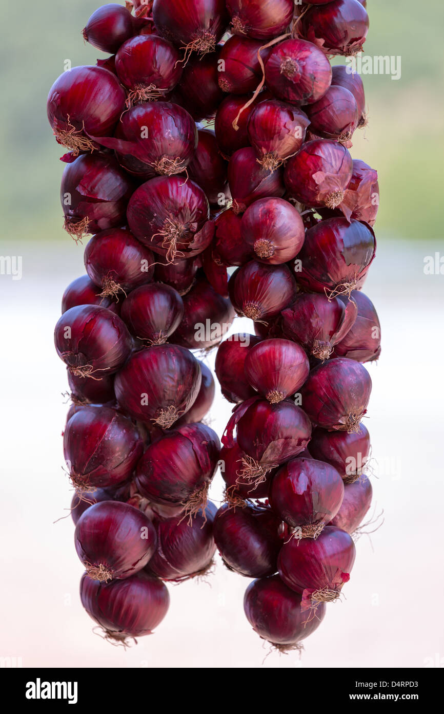 Red onions hanging in the market. Fresh produce next to highway in ...