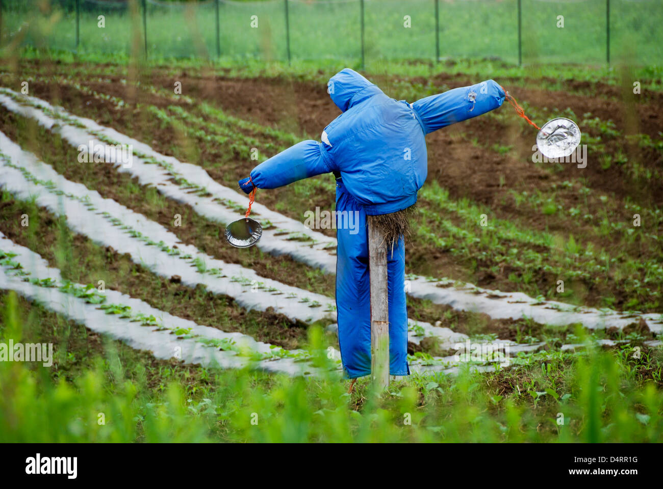 Scarecrows stand in a field Stock Photo - Alamy