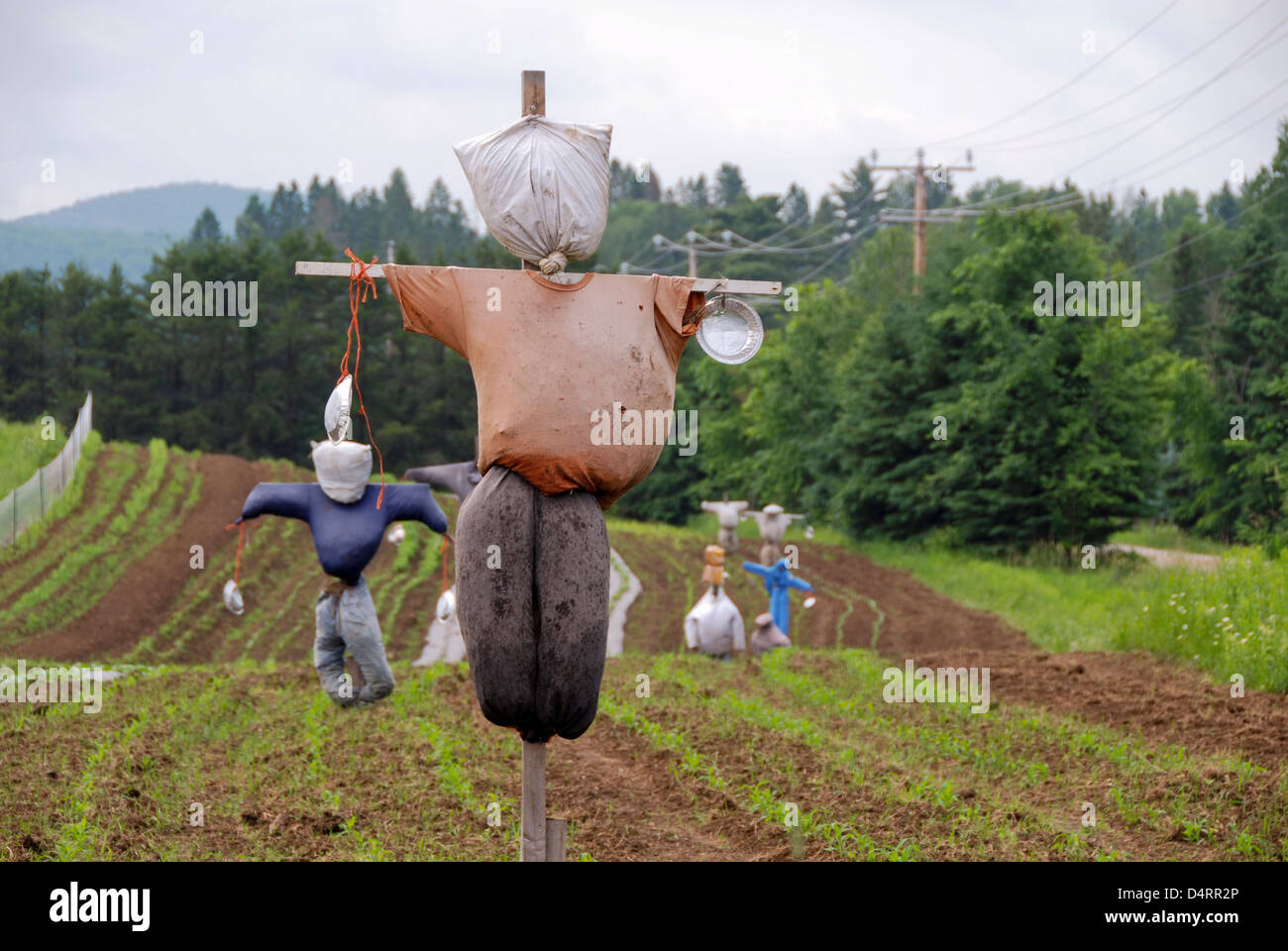 Scarecrows stand in a field Stock Photo - Alamy