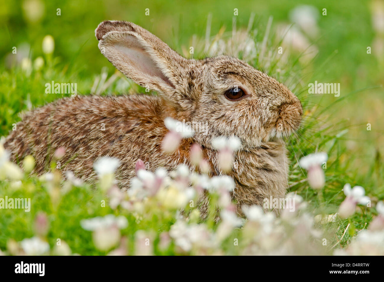 Oryctolagus cuniculus, European Rabbit, Common Rabbit resting in a bed ...