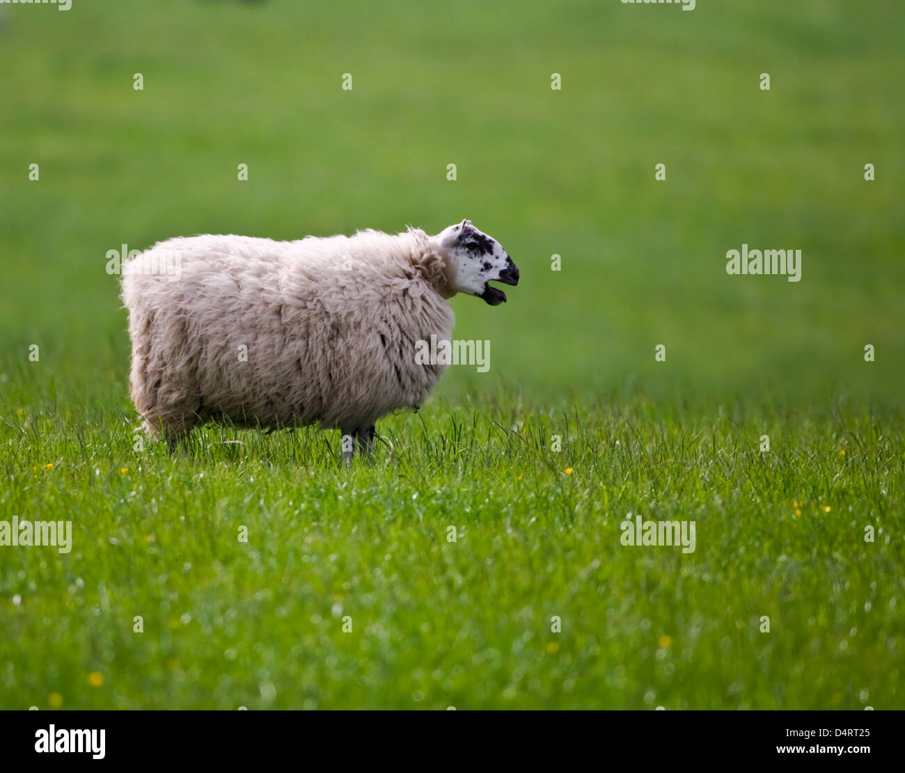 Scottish blackface hi-res stock photography and images - Alamy