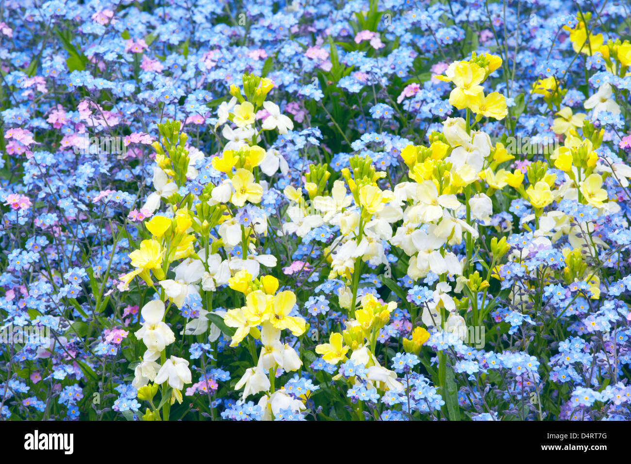 Forget me nots are commonly used for spring bedding alongside ...