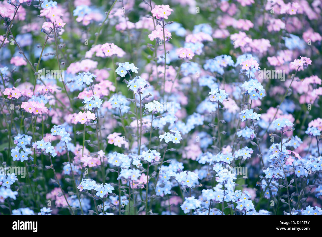 Forget me nots are commonly used for spring bedding Stock Photo - Alamy