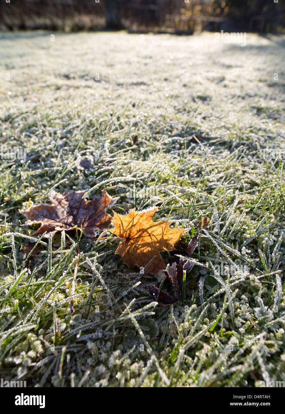 Frosted ground surface hi-res stock photography and images - Alamy
