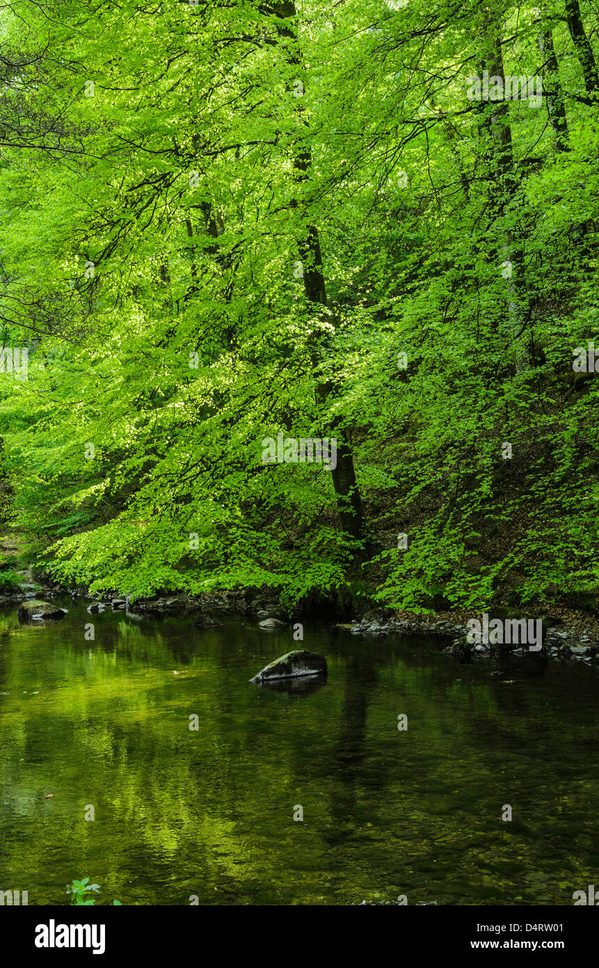 The East Lyn River flowing through Barton Wood in Exmoor during spring ...