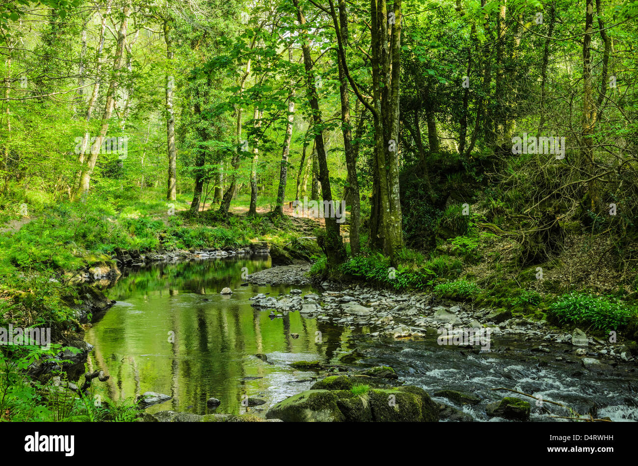The East Lyn River flowing through Barton Wood in Exmoor during spring ...