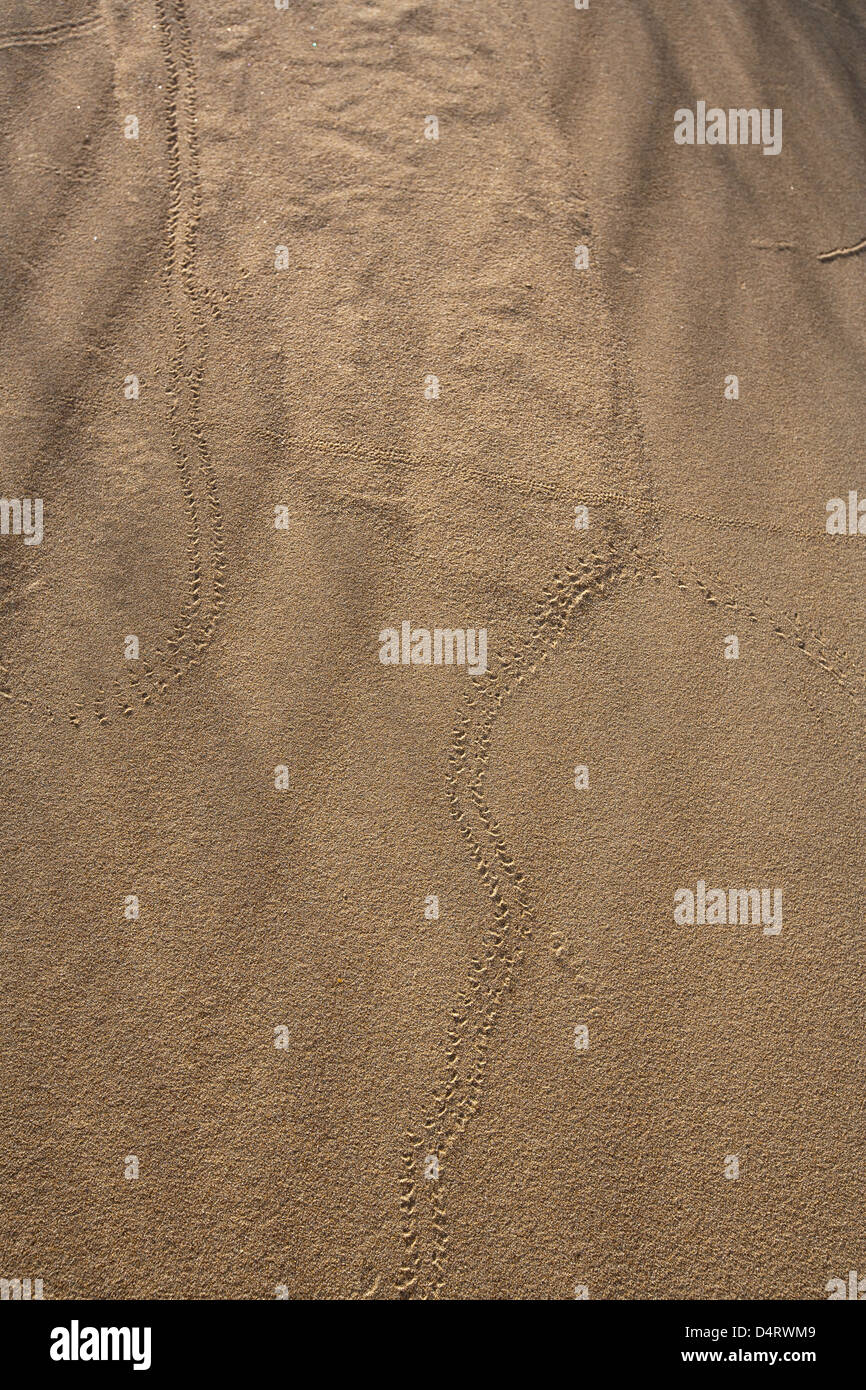 Sand lizard track hi-res stock photography and images - Alamy