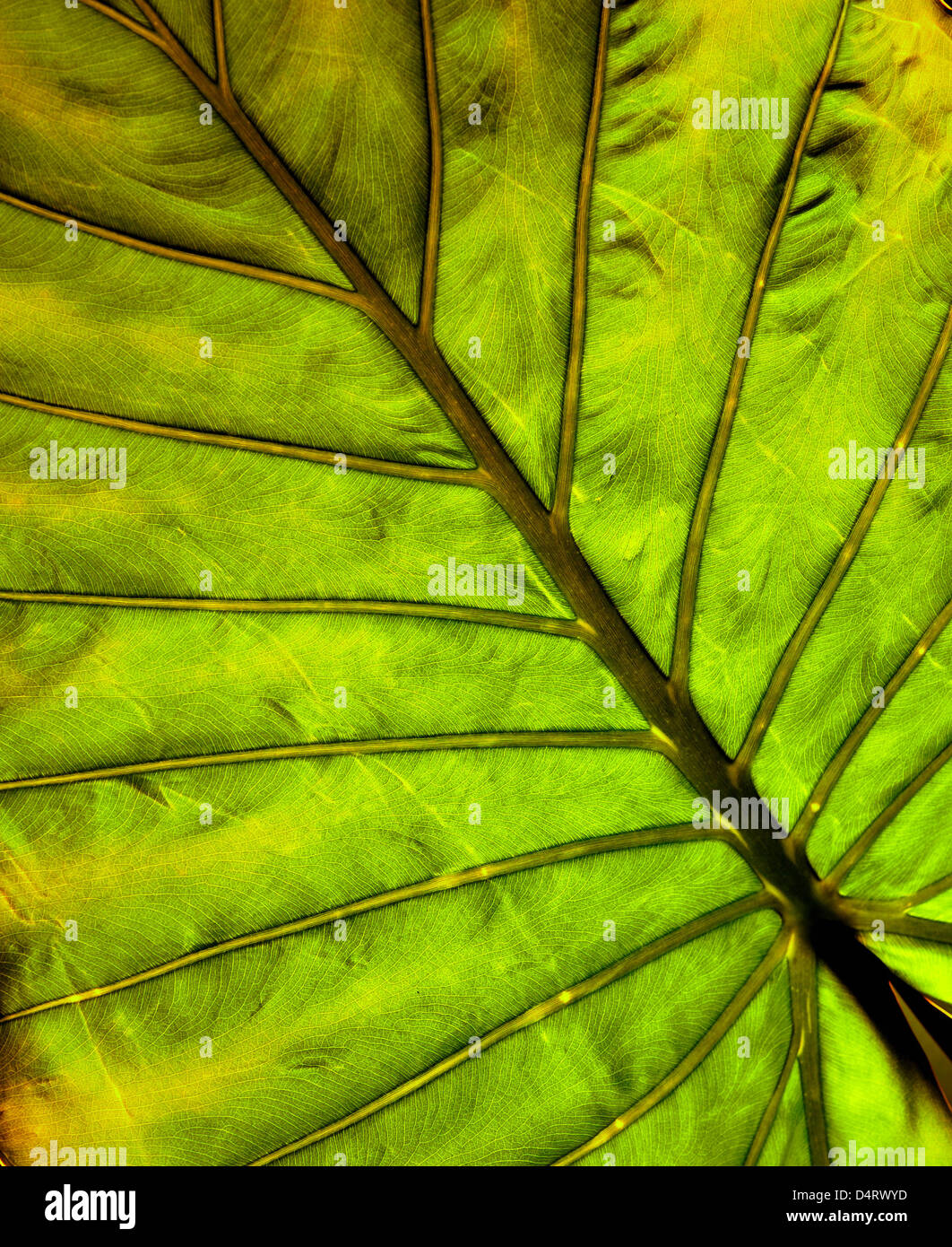 Close up details green leaf hi-res stock photography and images - Alamy