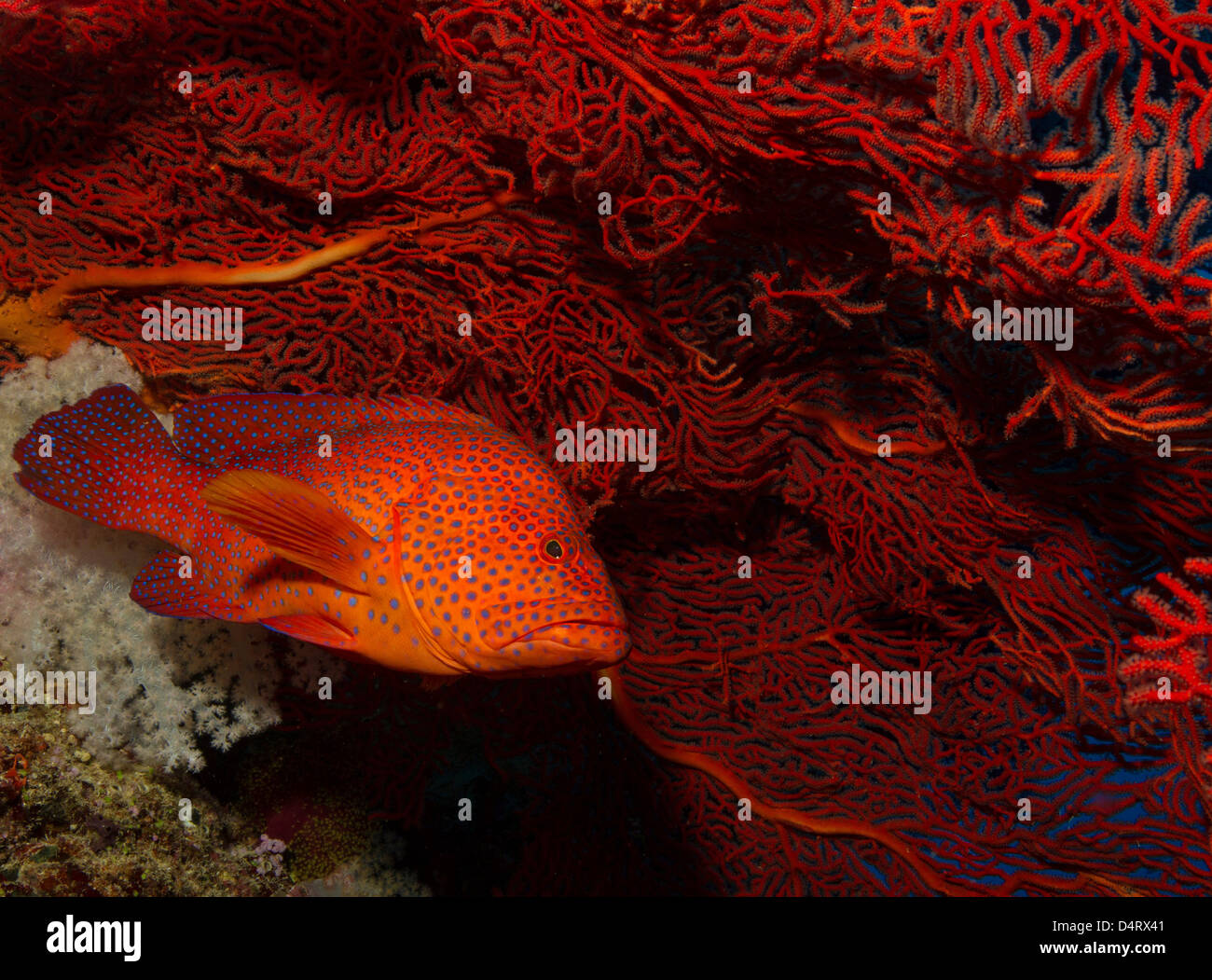 Underwater view island grouper hi-res stock photography and images - Alamy