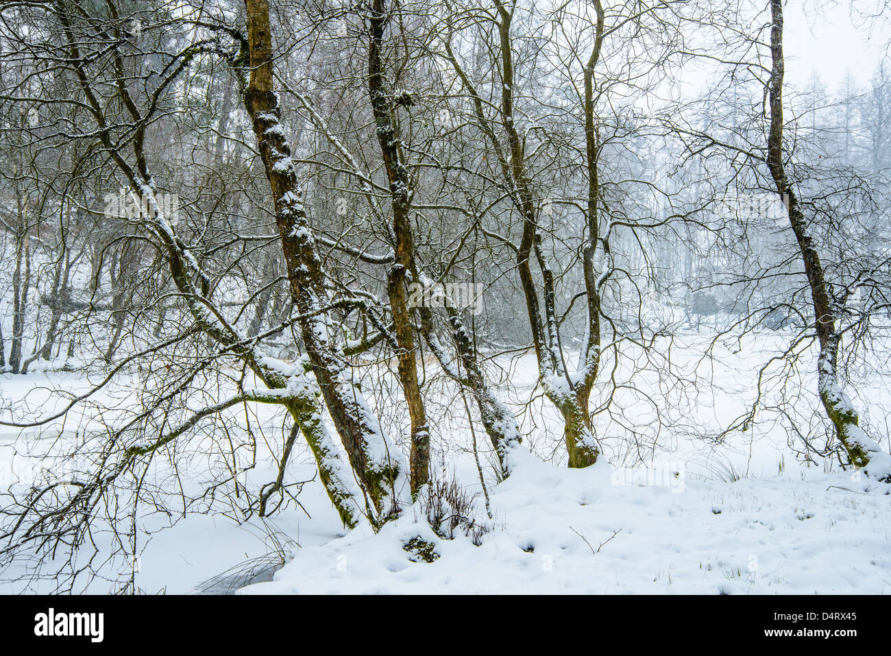 Birch trees in winter hi-res stock photography and images - Alamy