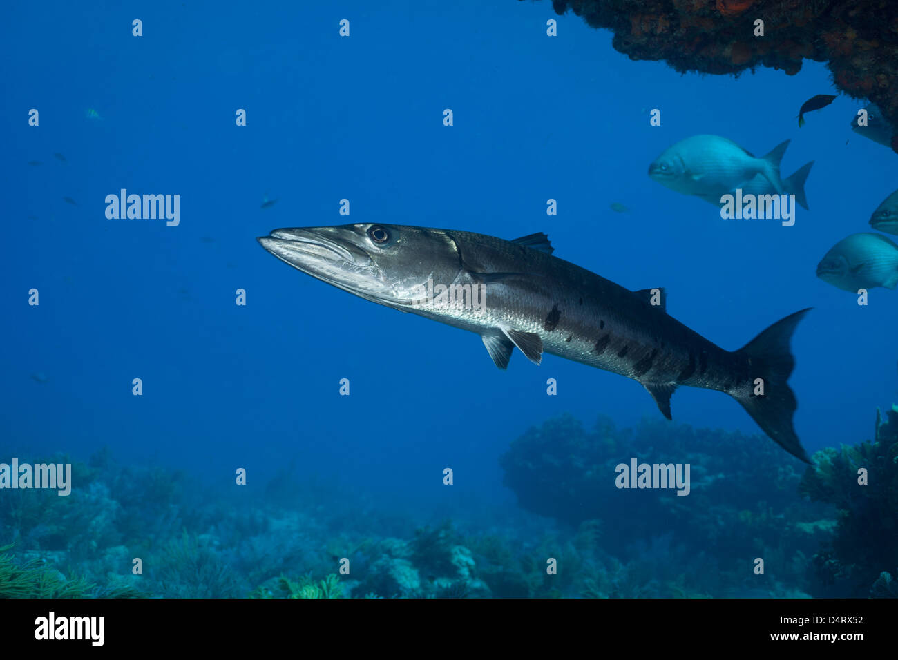 Barracuda on coral reef Stock Photo - Alamy