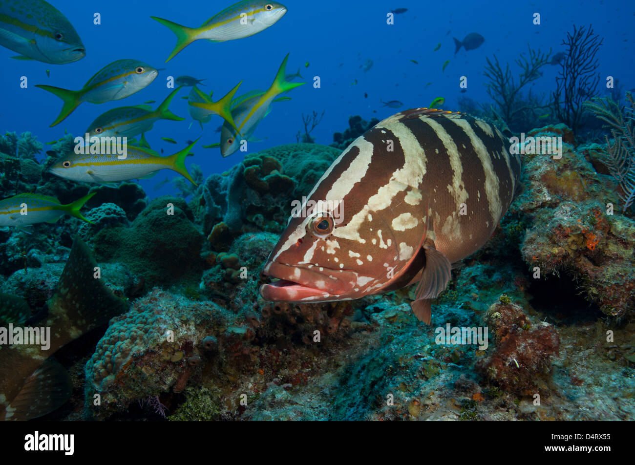 Nassau grouper on a coral reef Stock Photo - Alamy