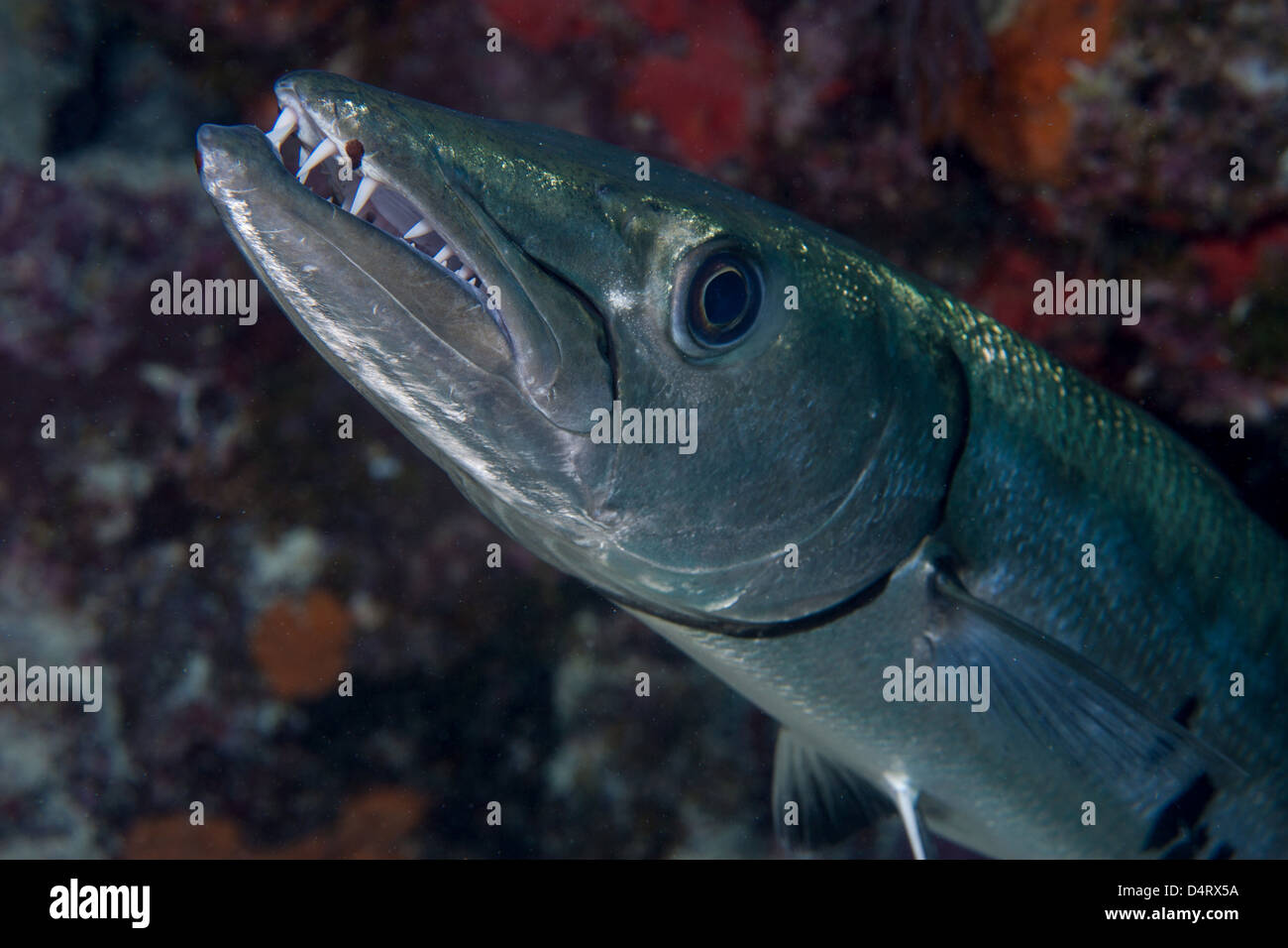 Toothy grin of a barracuda Stock Photo - Alamy