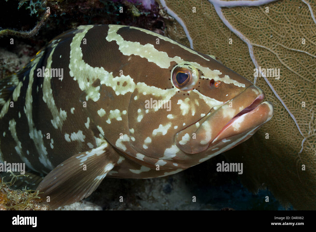 Curious fan hi-res stock photography and images - Alamy