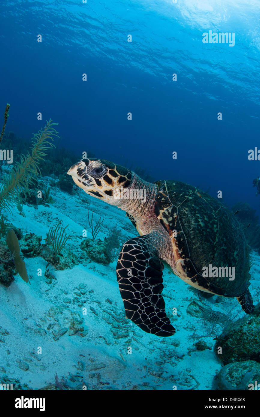 Hawksbill point of view hi-res stock photography and images - Alamy