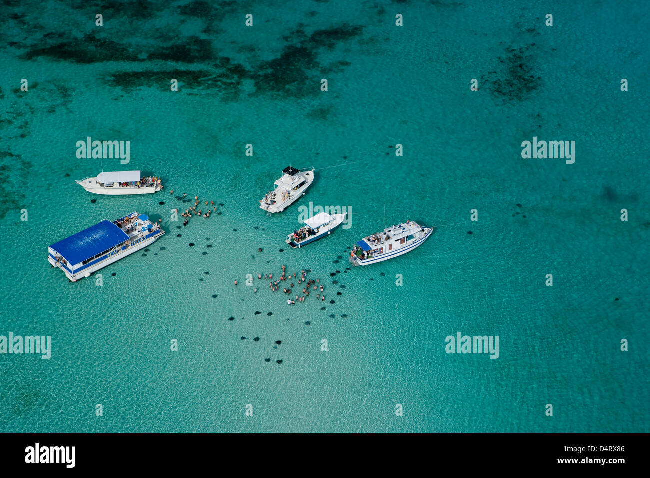 Stingray sandbar cayman islands hi-res stock photography and images - Alamy
