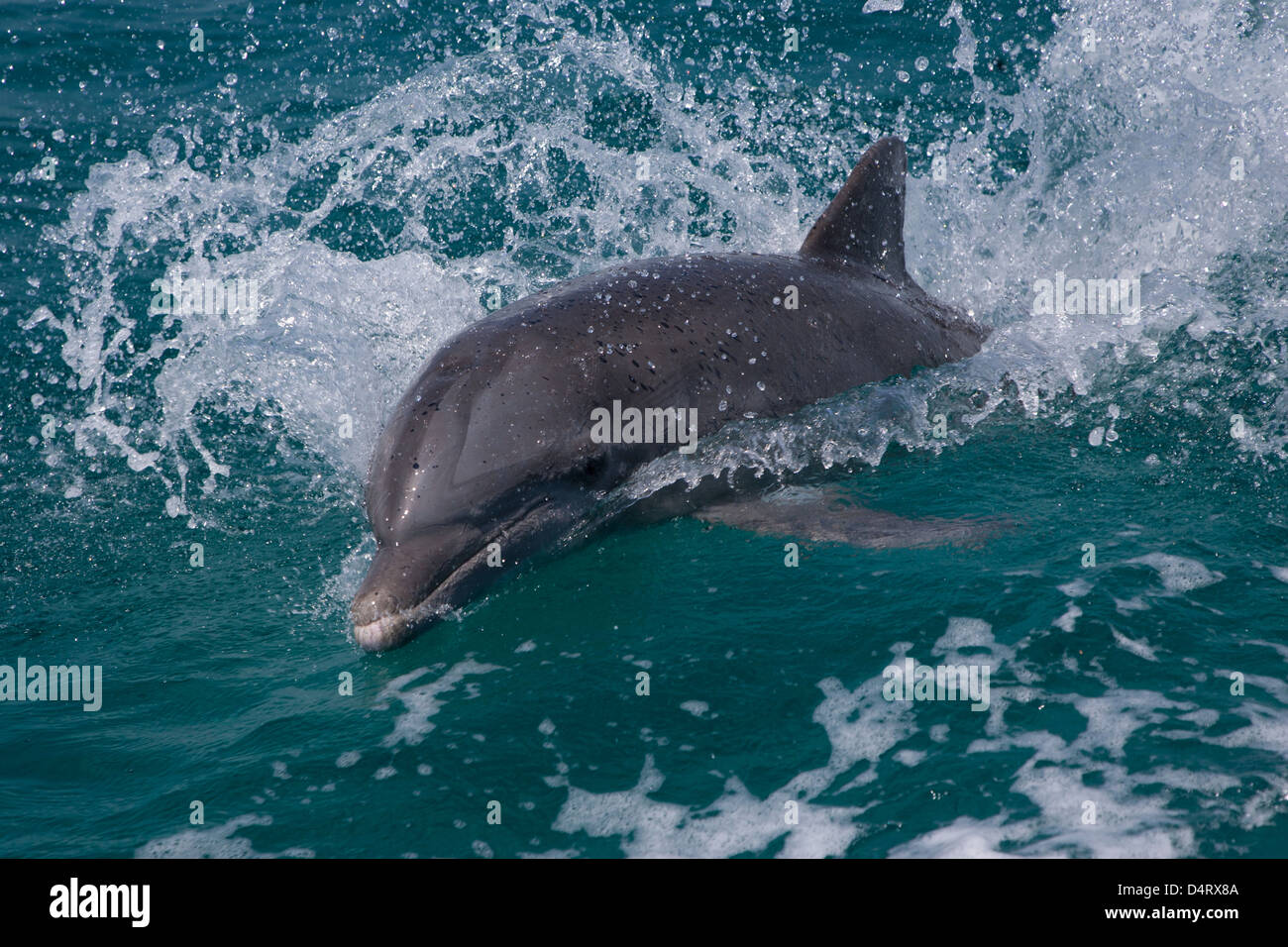 Dolphin at surface Stock Photo - Alamy