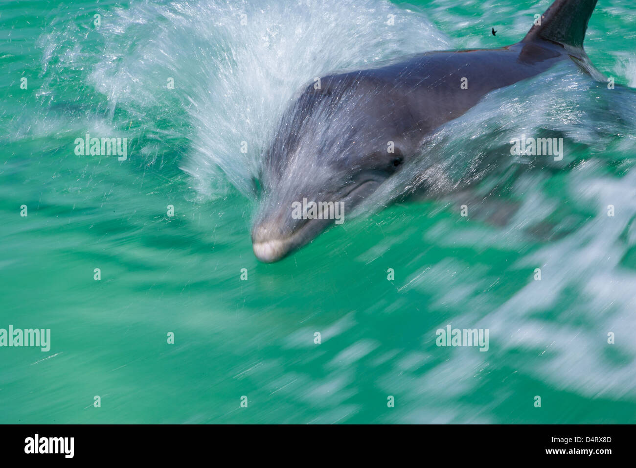 Dolphin at surface Stock Photo - Alamy