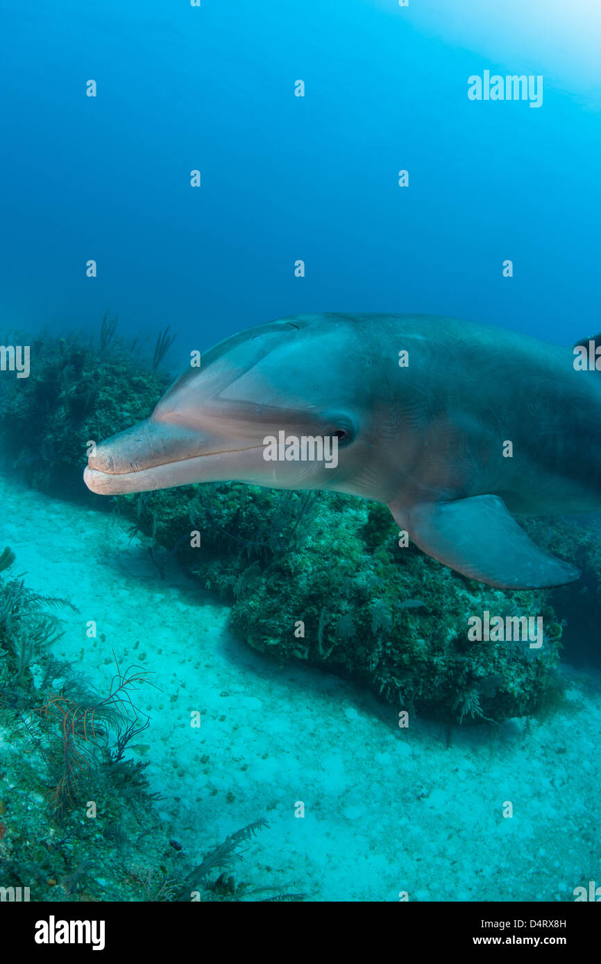 Dolphin looking at camera ocean hi-res stock photography and images - Alamy