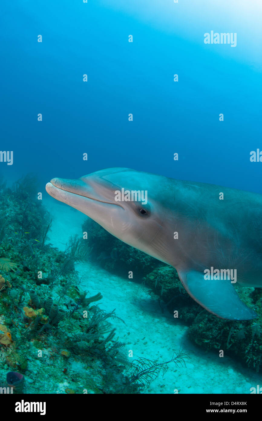 Dolphin looking at camera ocean hi-res stock photography and images - Alamy