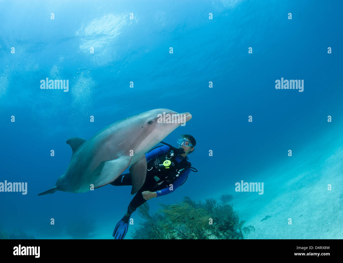 Female scuba diver dolphin hi-res stock photography and images - Alamy
