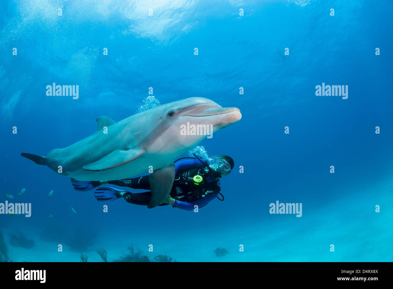 Diver with dolphin Stock Photo - Alamy