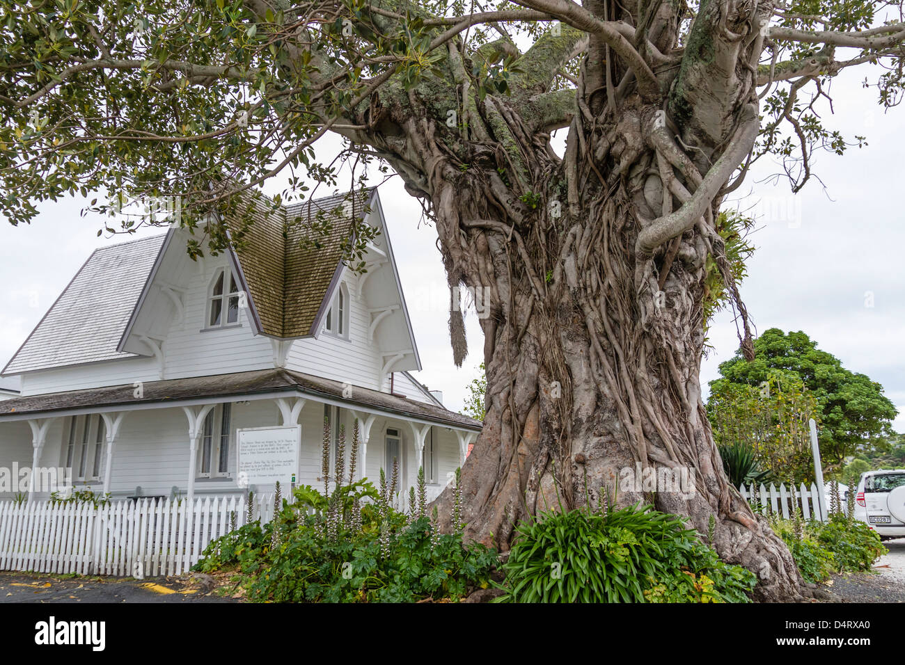 Moreton bay fig tree hi-res stock photography and images - Alamy