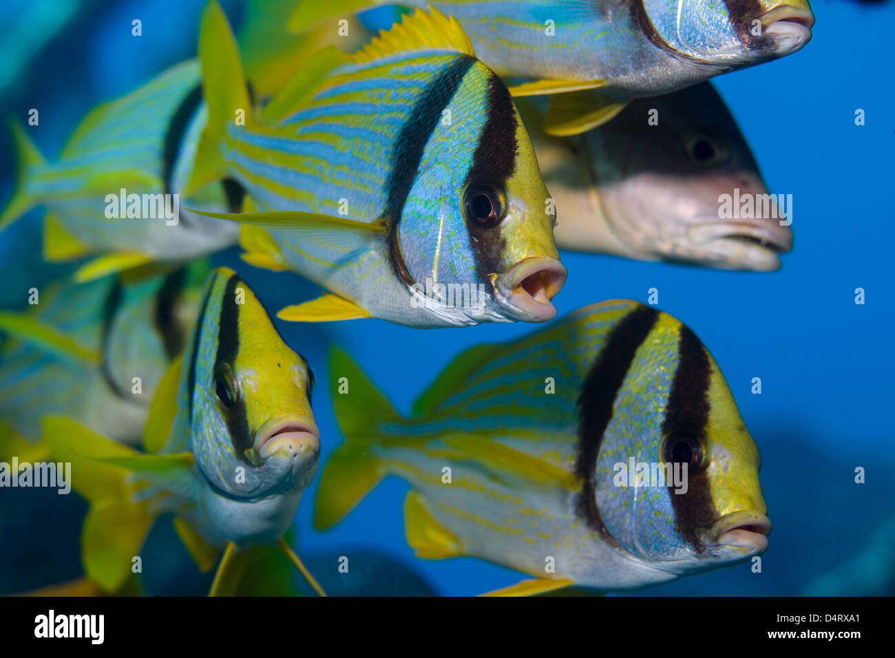 Atlantic porkfish hi-res stock photography and images - Alamy