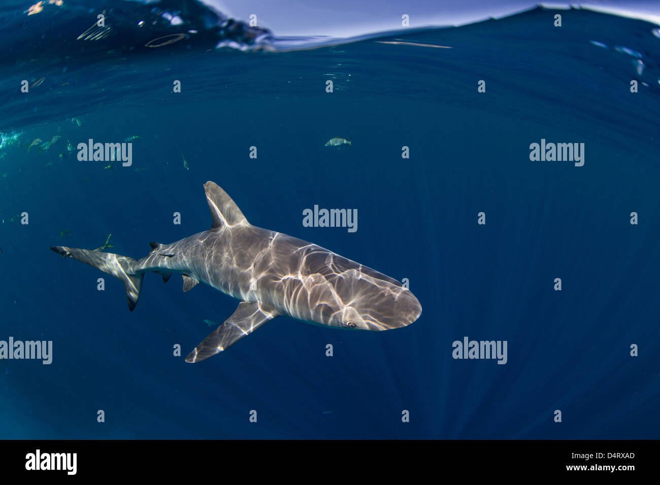 Shark half under water hi-res stock photography and images - Alamy