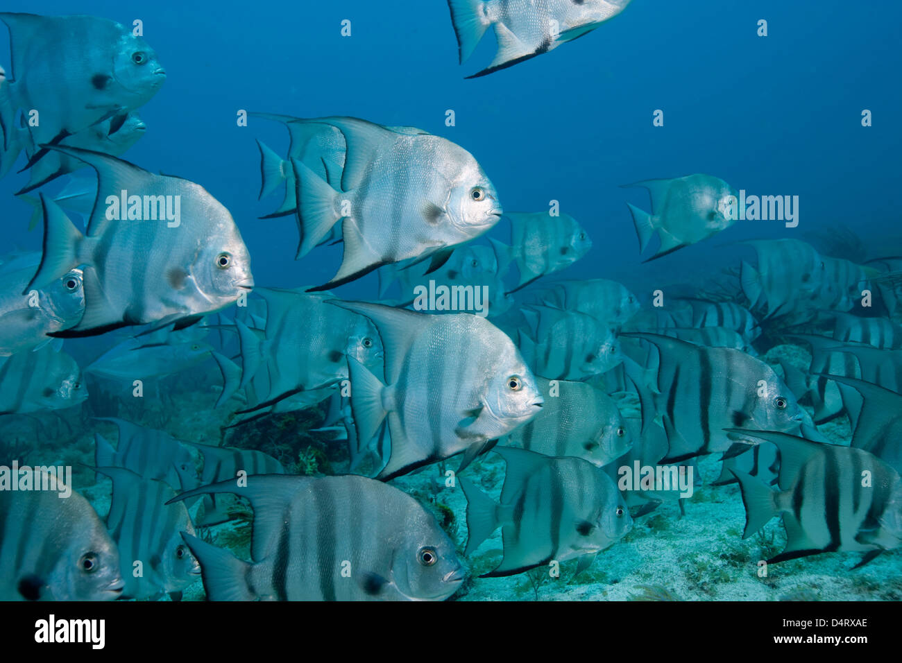 Large school of spadefish hi-res stock photography and images - Alamy