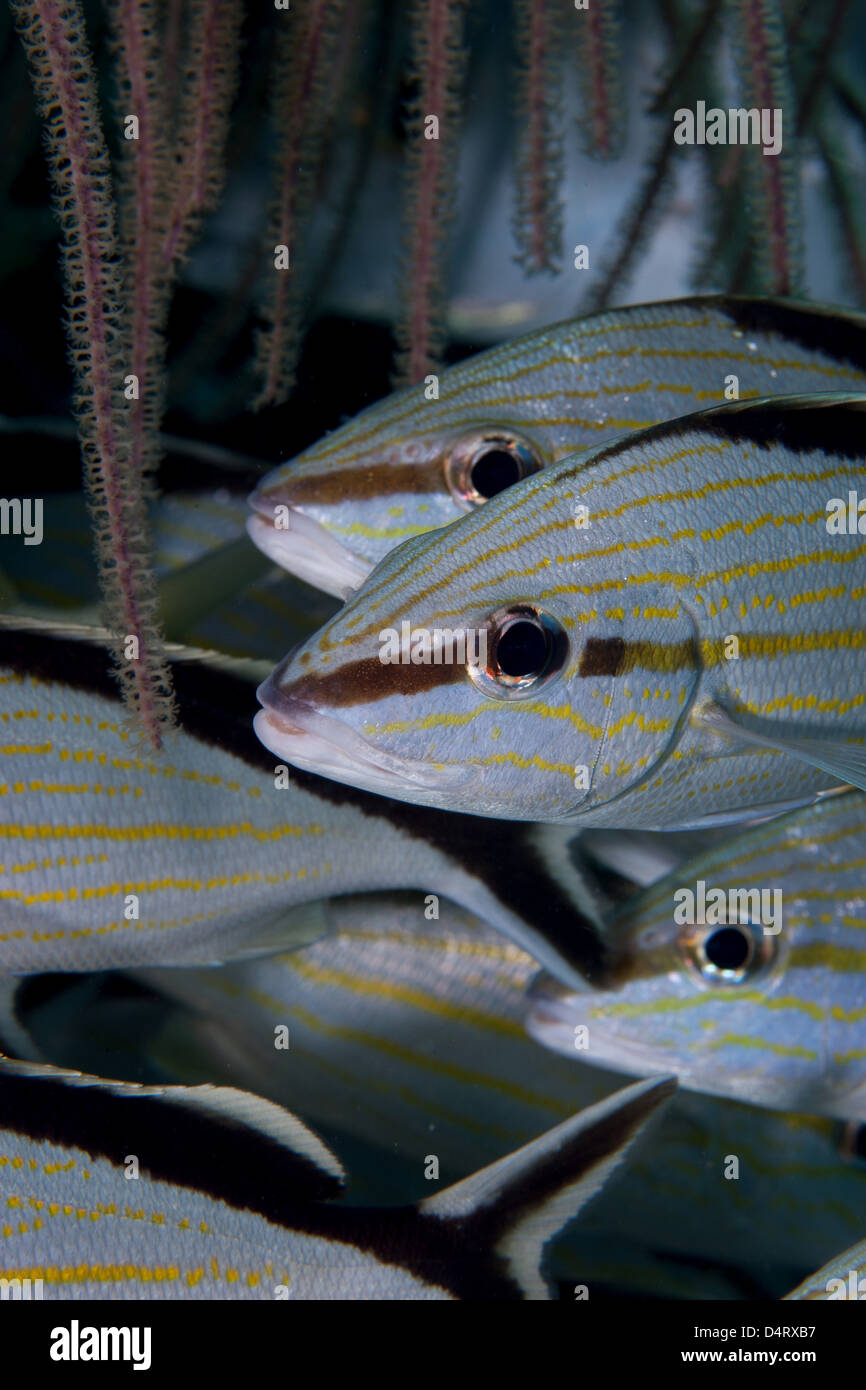 Grunts fish species hi-res stock photography and images - Alamy