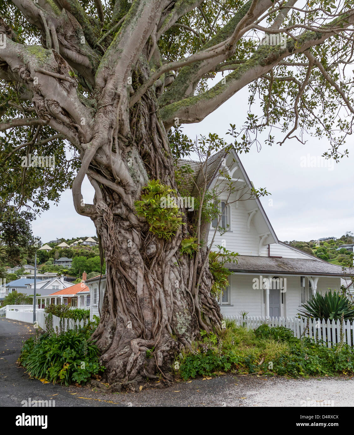 Historic Moreton Bay Fig Tree (Ficus macrophylla), in Russell, Bay of ...