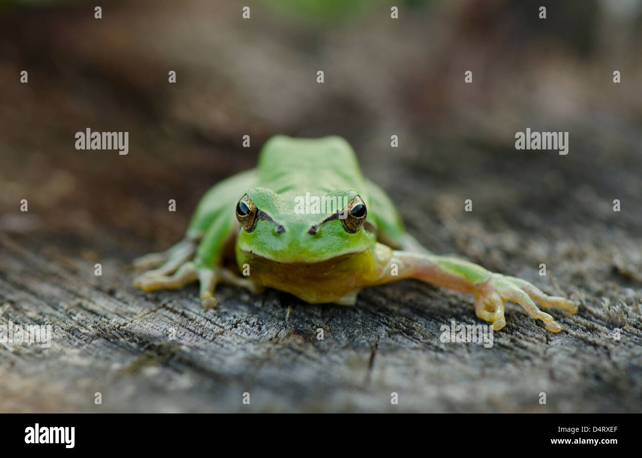 Mediterranean Tree Frog or Stripeless Tree Frog, Hyla meridionalis ...