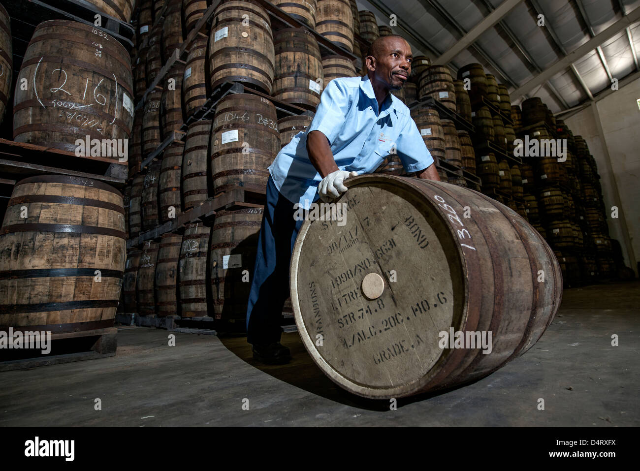 A distillery worker moving wooden barrels at the Mount Gay rum ...