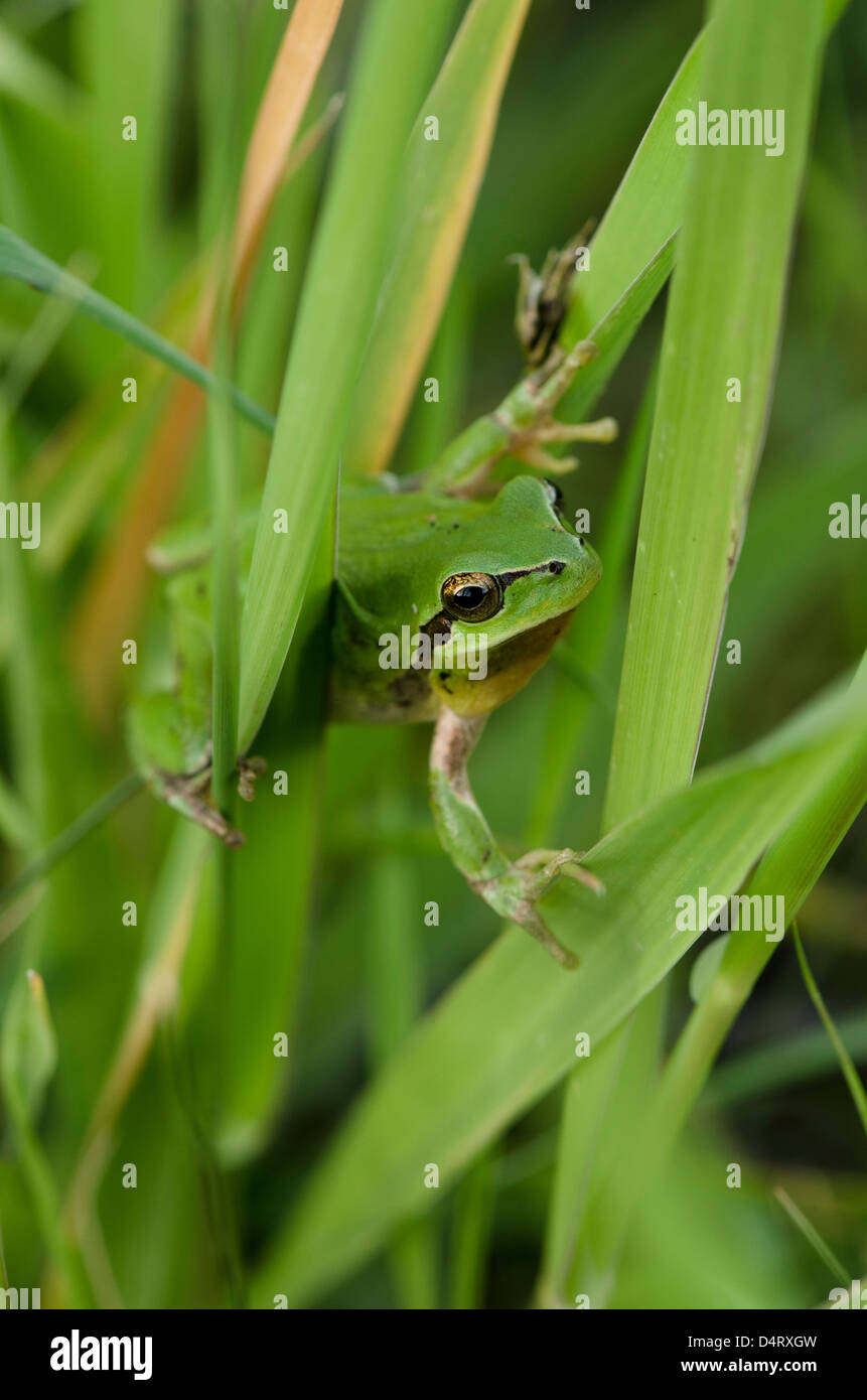 Mediterranean Tree Frog or Stripeless Tree Frog, Hyla meridionalis ...