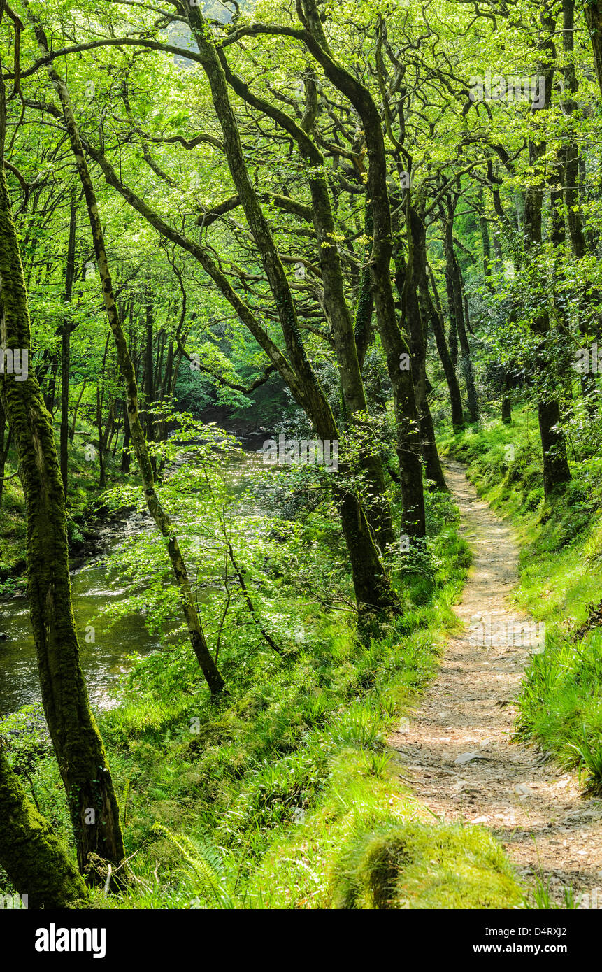 Exmoor Forest High Resolution Stock Photography and Images - Alamy