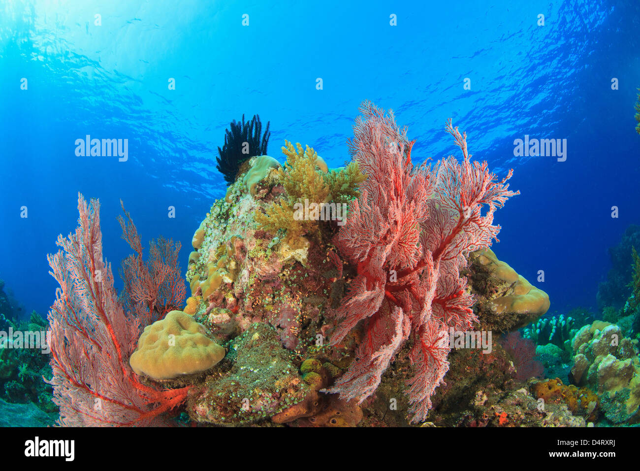Sea fans on coral reef Stock Photo - Alamy