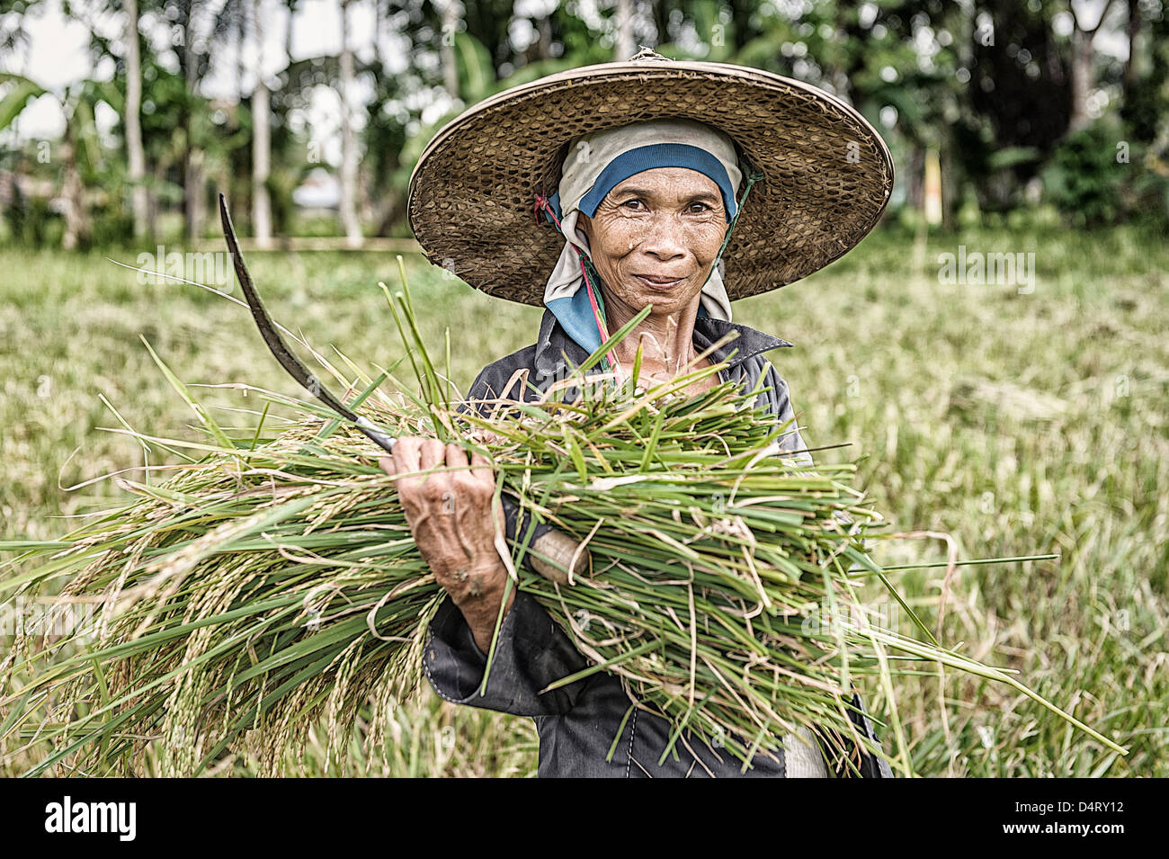 Philippine Rice Field Harvest