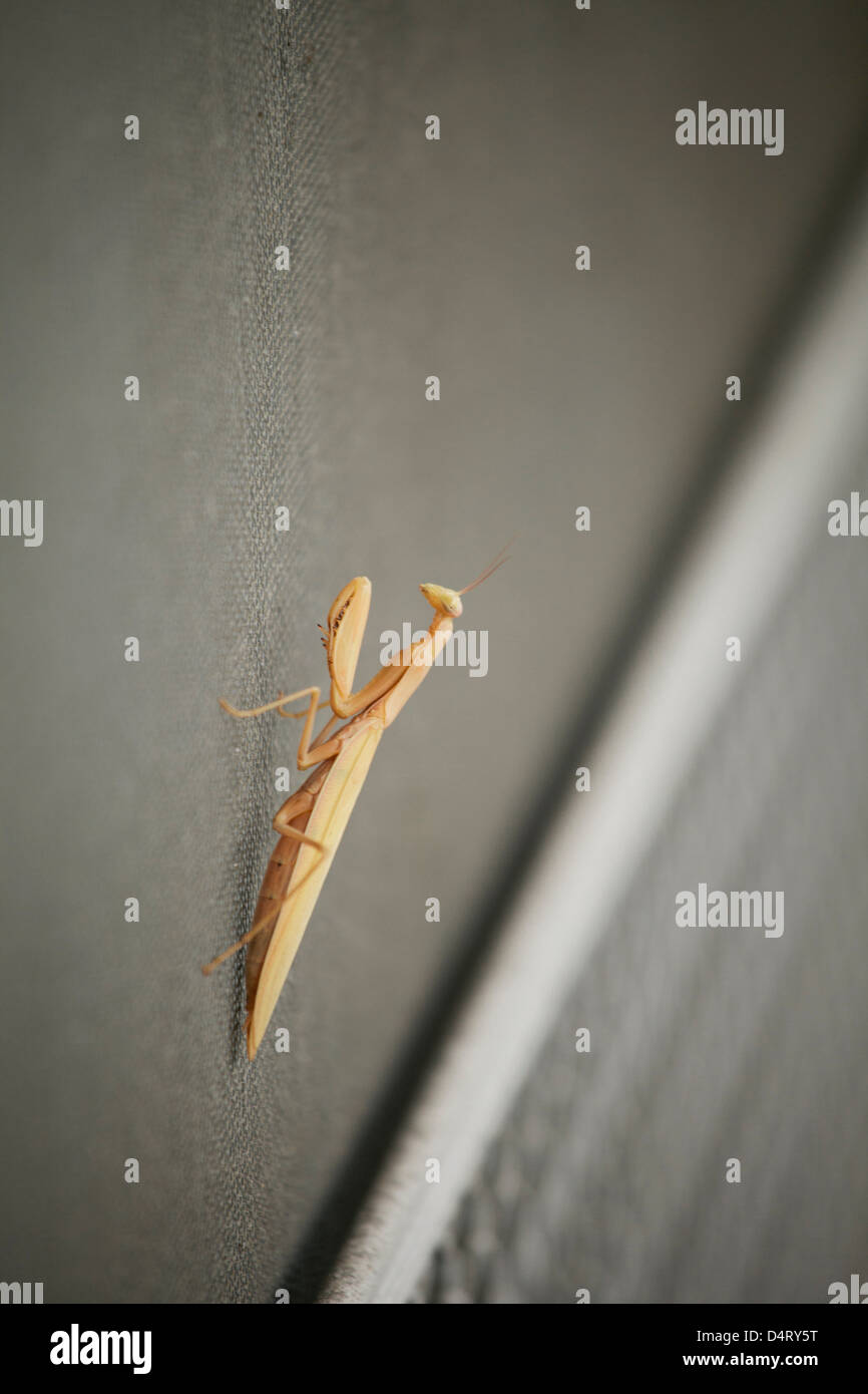 Close up of praying mantis Stock Photo - Alamy