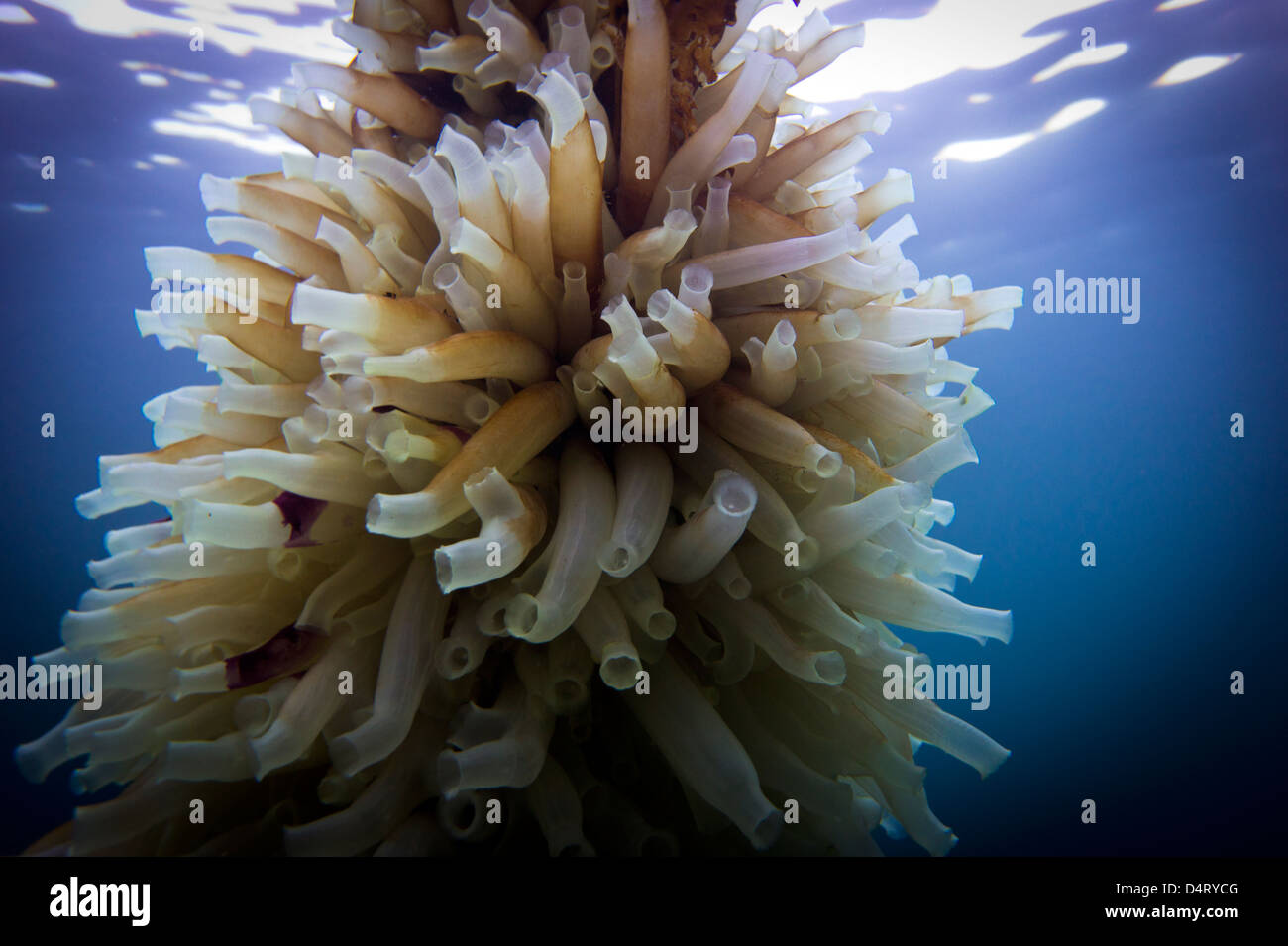Painted Tunicate Sponge