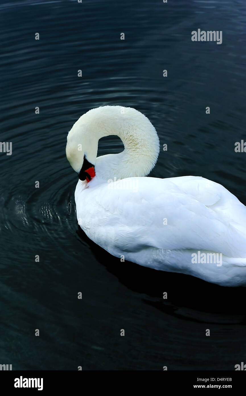 A swan at night Stock Photo - Alamy