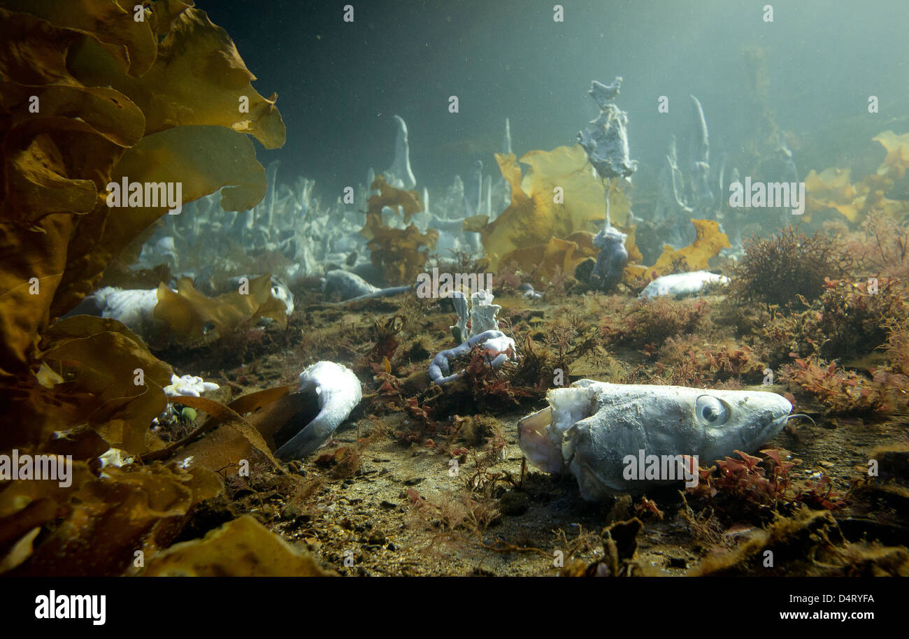 Under water artistic photo of the remains of cod after gutting Stock ...