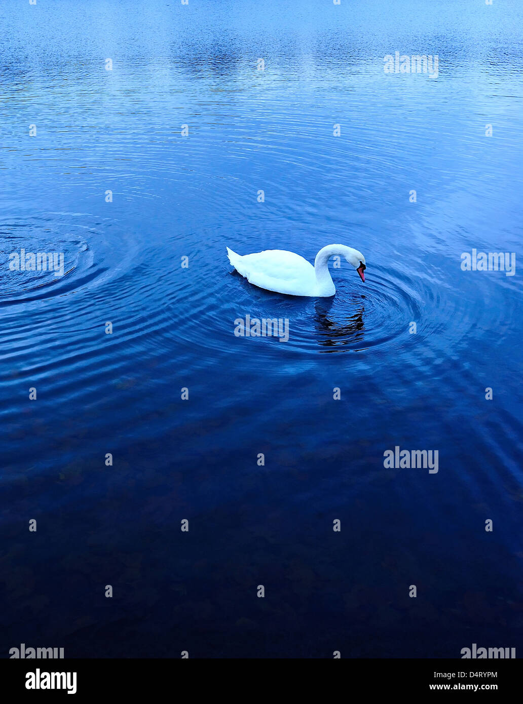 A lonely swan in the blue lake Stock Photo - Alamy