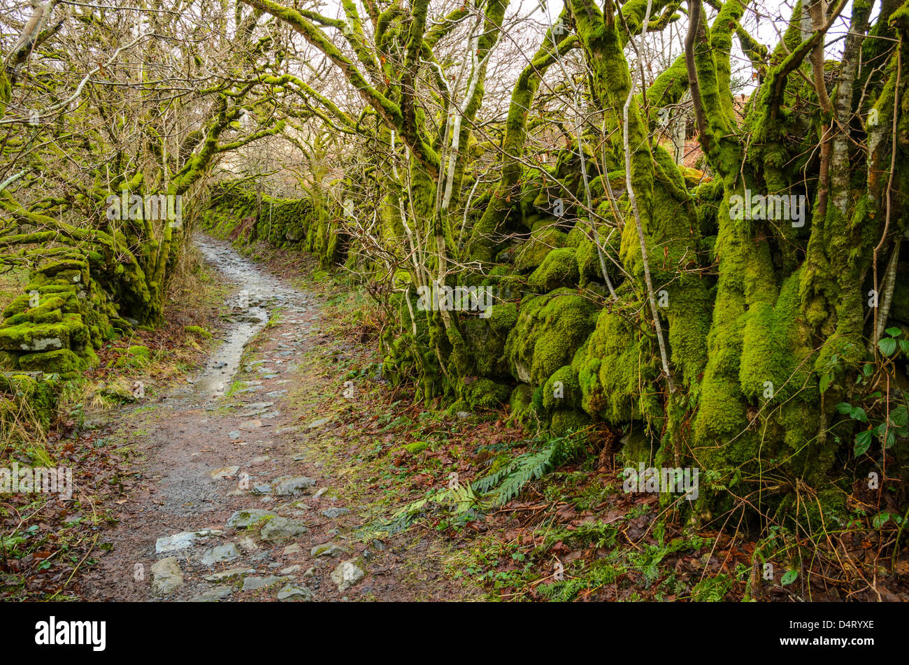 Ancient track called Low Lane in the Kentmere Valley Lake District ...